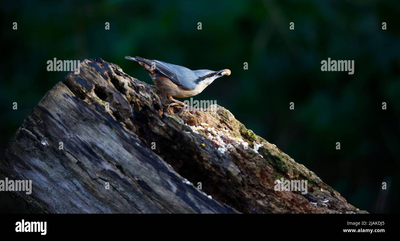 Eurasian nuthatch collecting food in the woods Stock Photo - Alamy