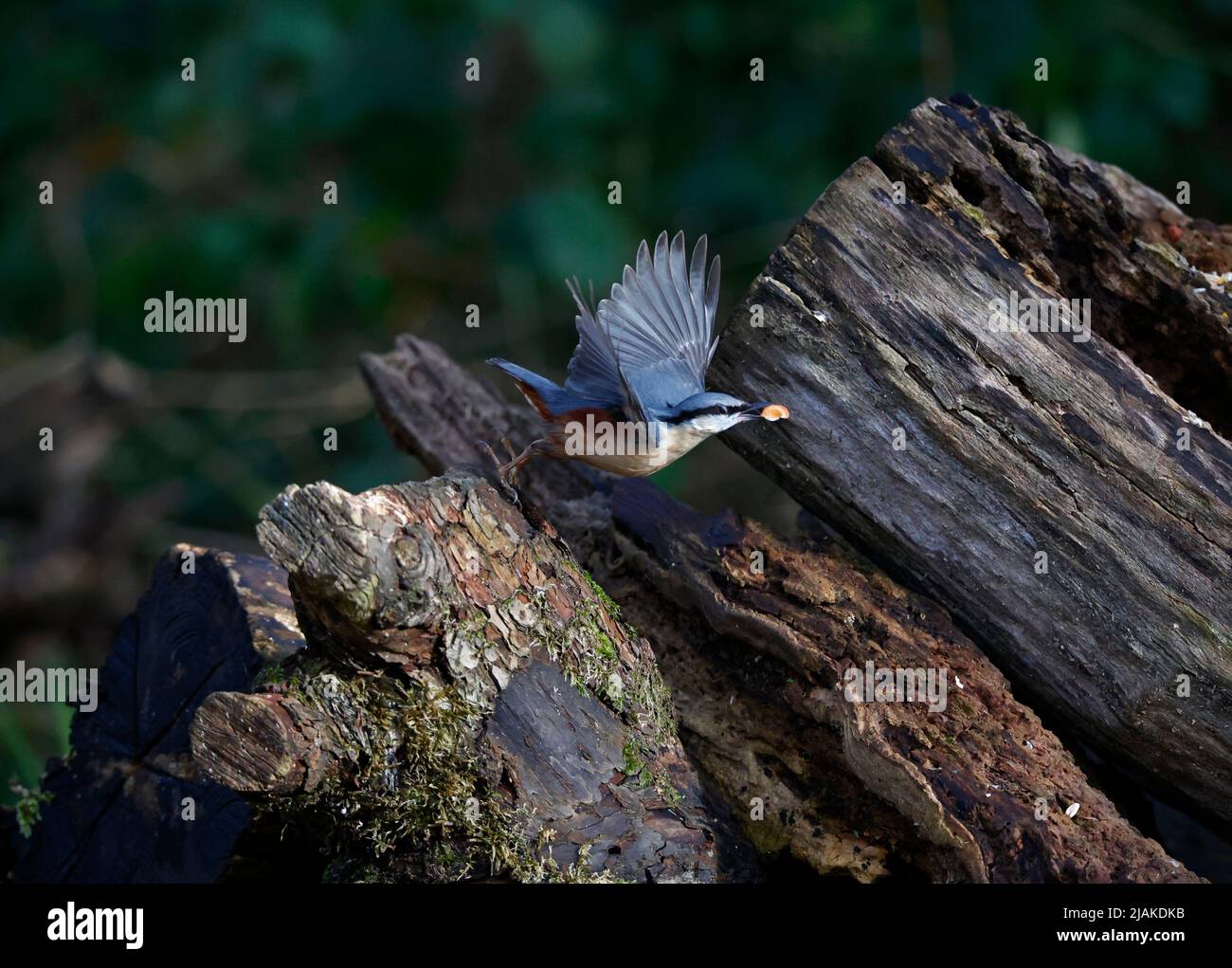 Eurasian nuthatch collecting food in the woods Stock Photo - Alamy