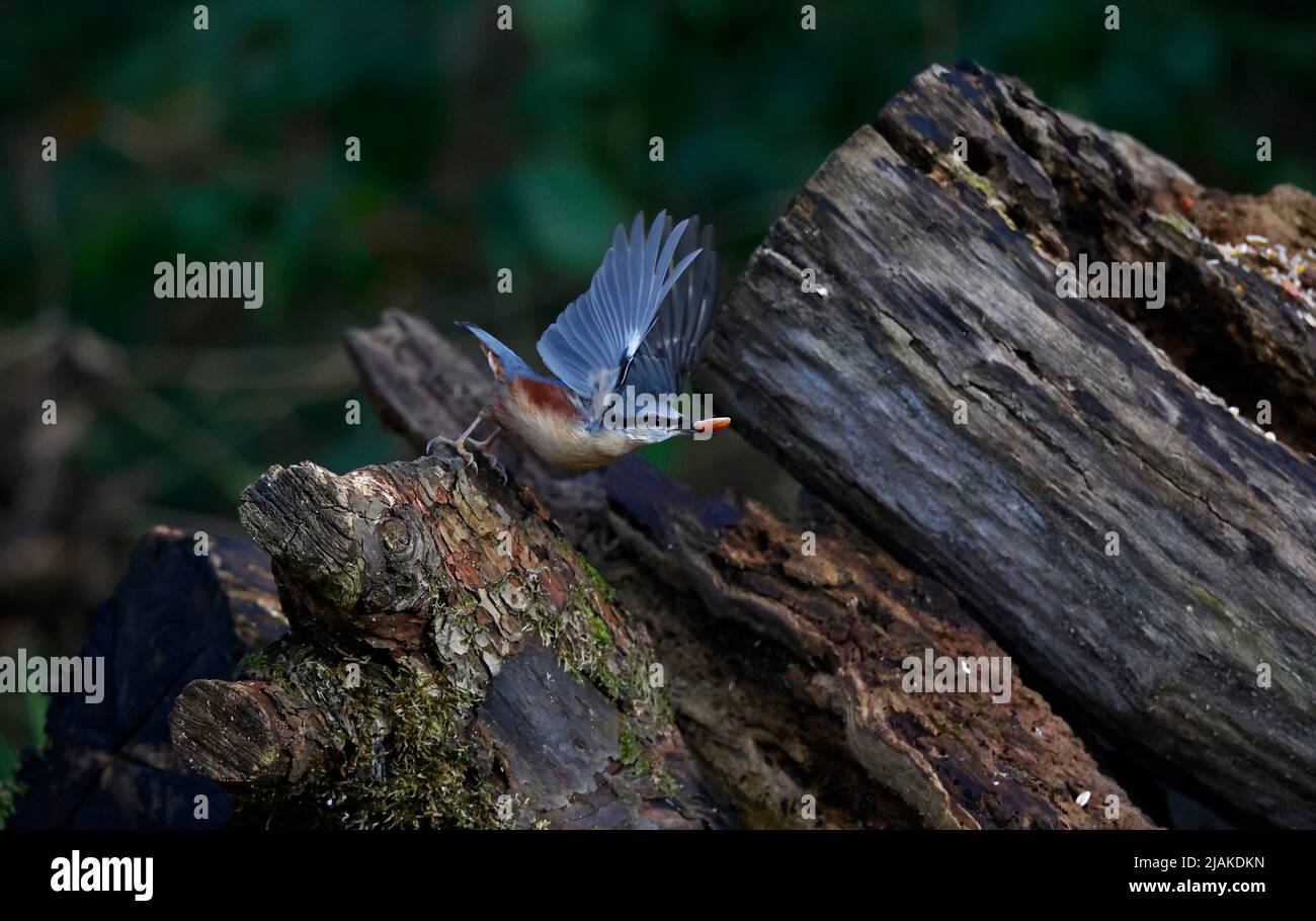 Eurasian nuthatch collecting food in the woods Stock Photo - Alamy