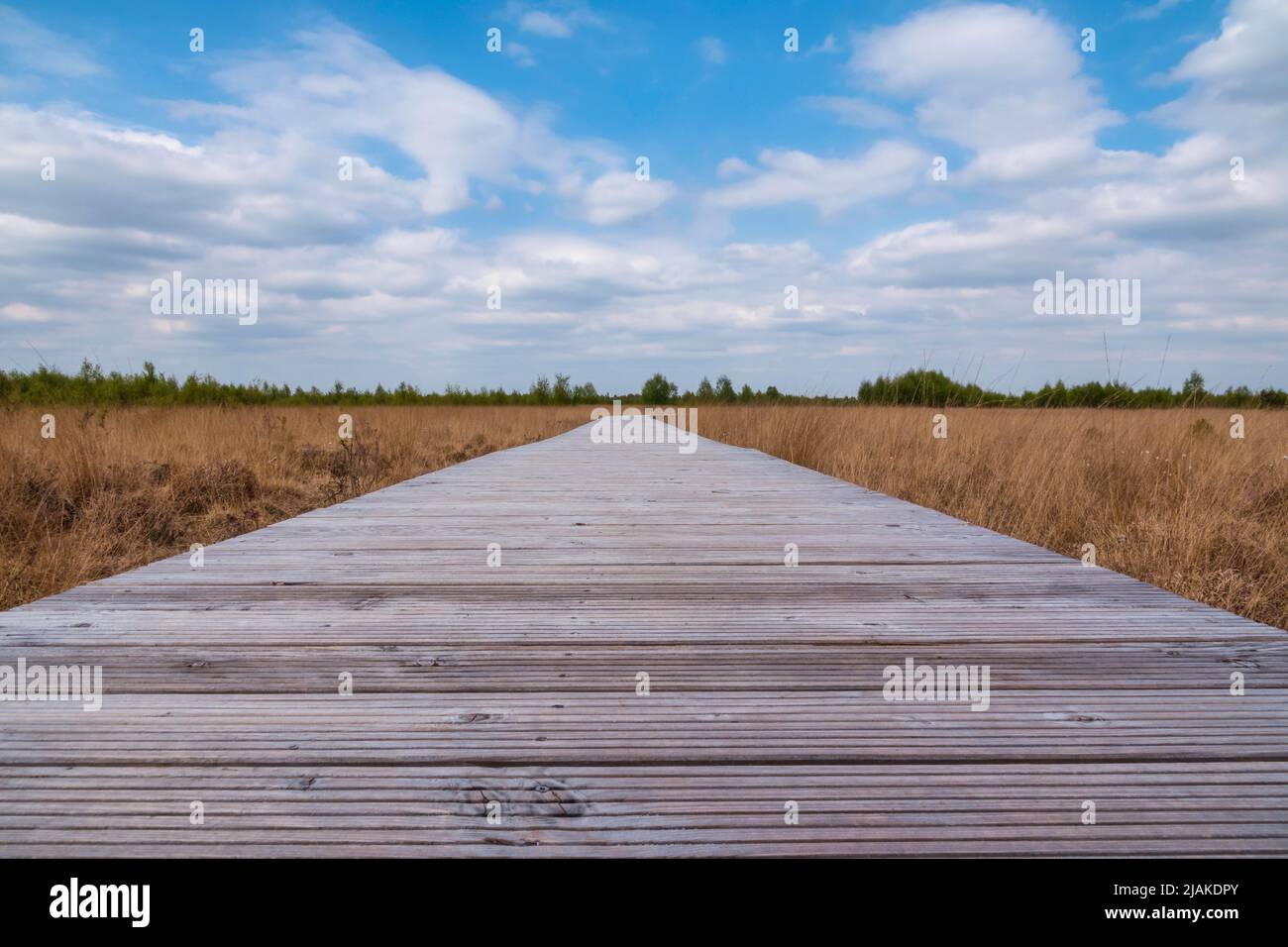 a wooden decking path in the neighboring nature reserve in the ...
