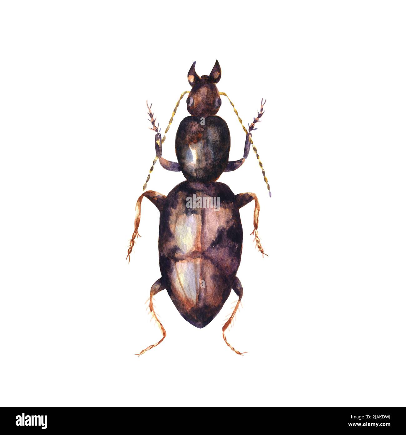 Hand drawn realistic background design.Watercolor illustration of ...