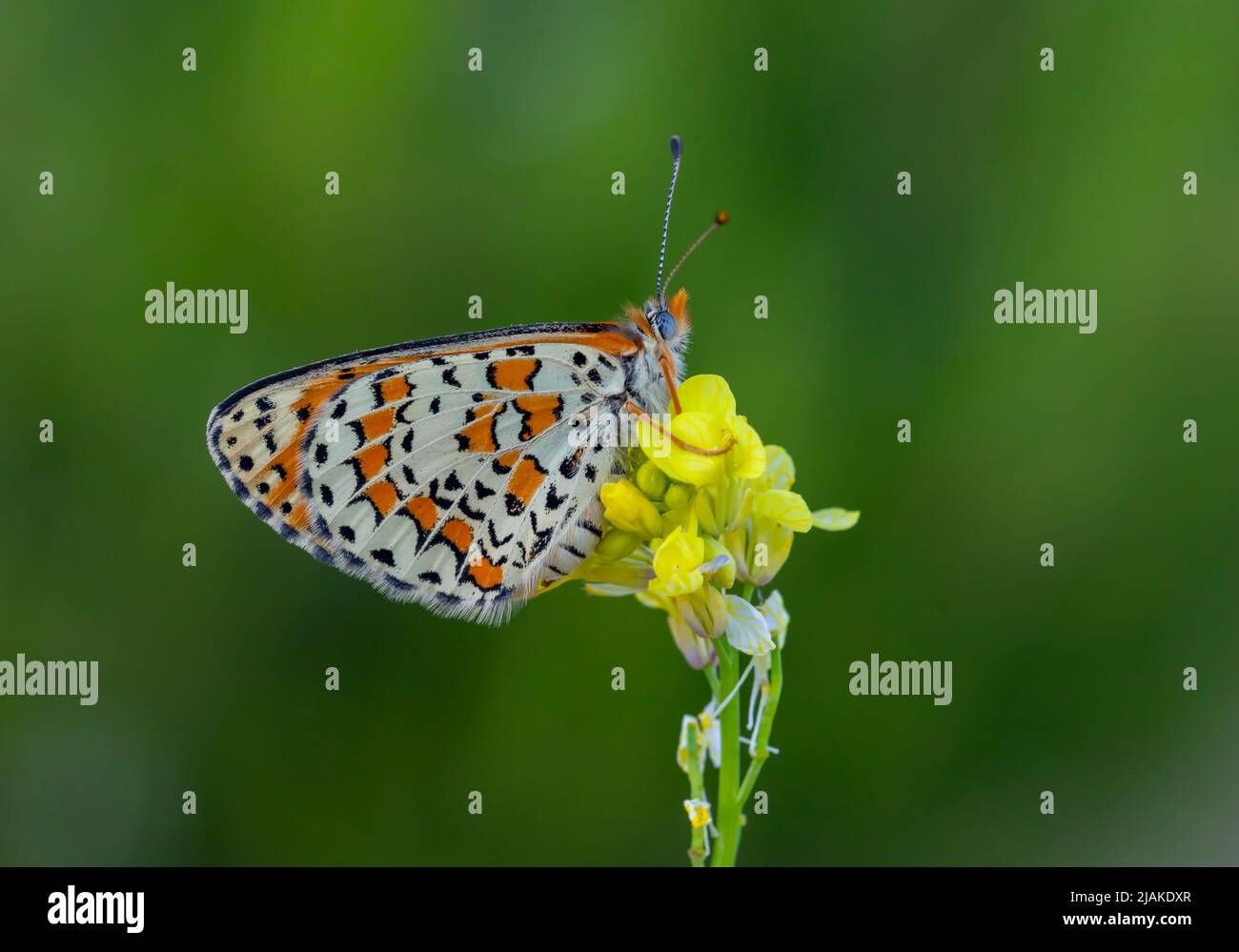 Beautiful iparhan butterfly ; Melitaea trivia ( Syriaca Stock Photo - Alamy