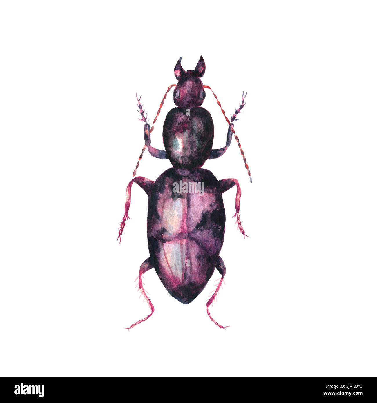 Hand drawn realistic background design.Watercolor illustration of ...