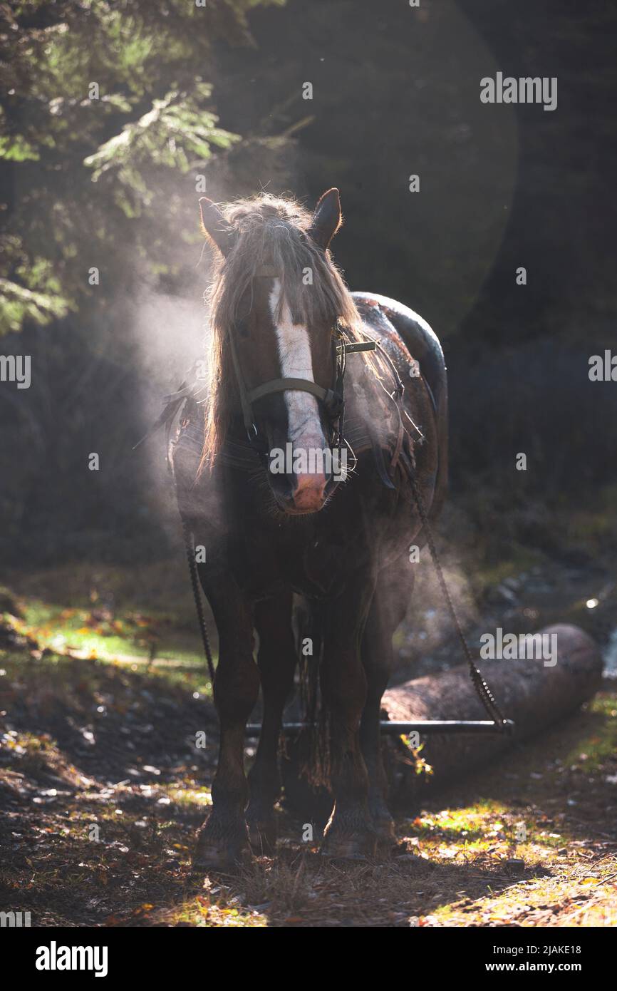 horse dragging a log in the mountains Stock Photo - Alamy