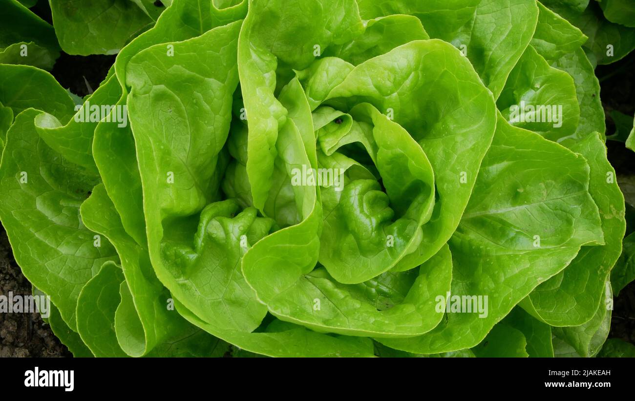 Bio farmer farming greenhouse folio and agricultural farm garden fruit ...