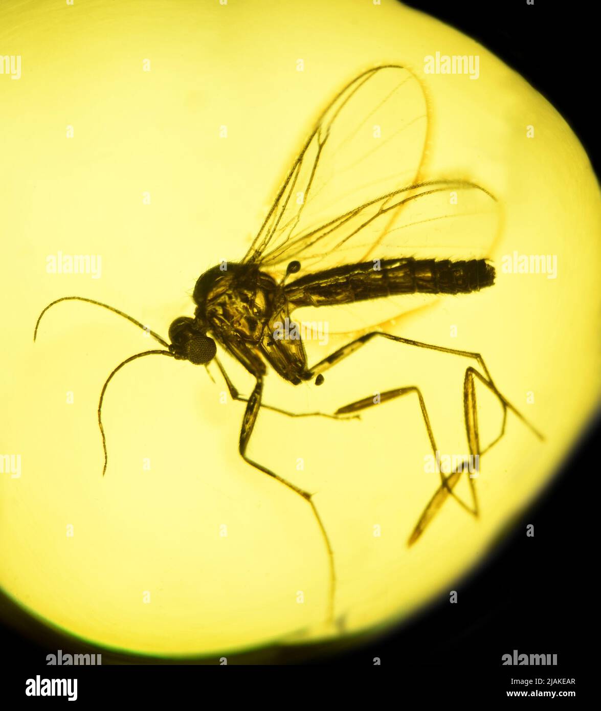 Prehistoric fly preserved in amber c5mm across Stock Photo - Alamy