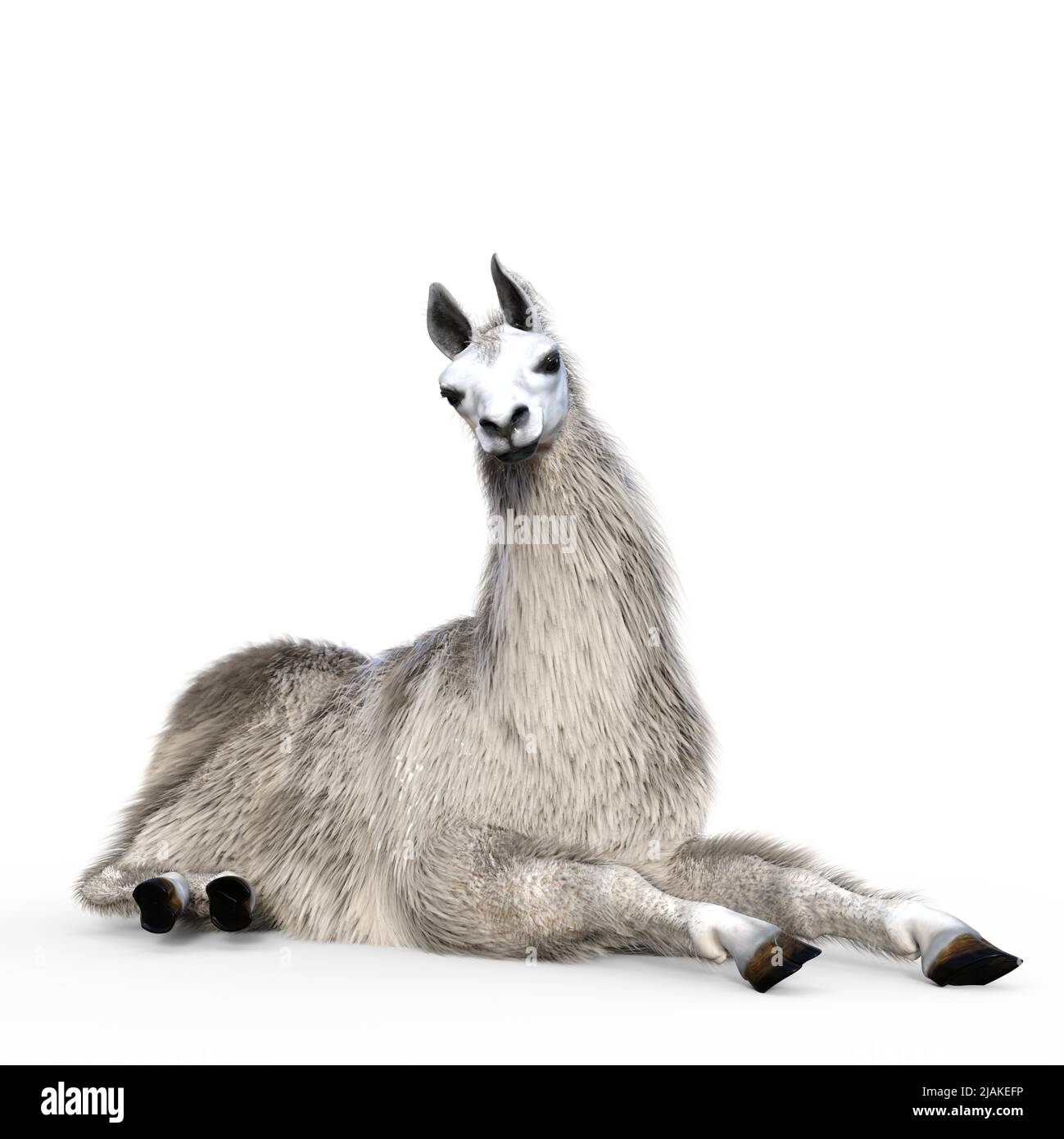 Animal portrait peru Cut Out Stock Images & Pictures - Alamy