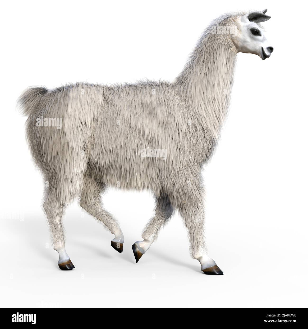 Animal portrait peru Cut Out Stock Images & Pictures - Alamy