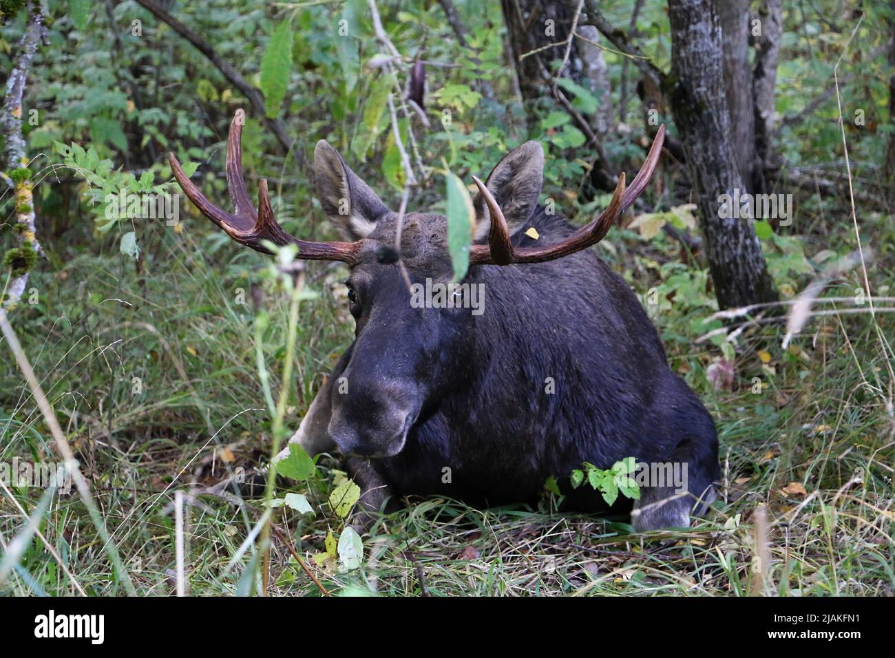Male moose lying on the ground during the mating season in Lithuania ...