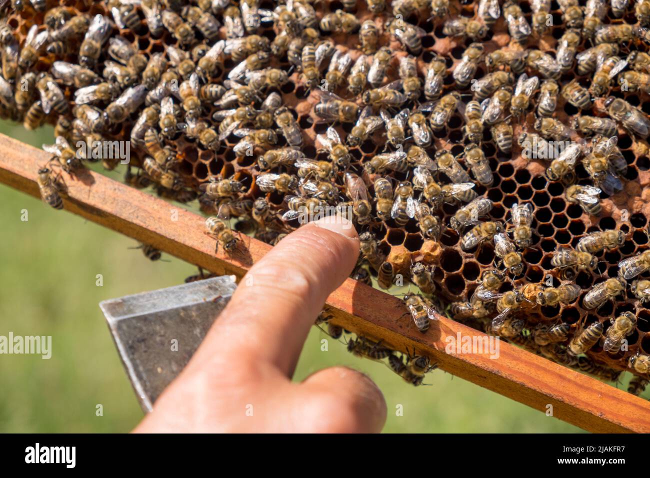Queen frame beehive honey bees hi-res stock photography and images - Alamy