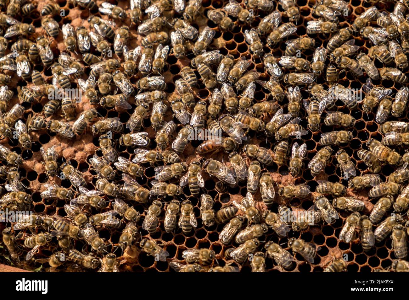 Close up photo of a beehive frame full of bees Stock Photo - Alamy