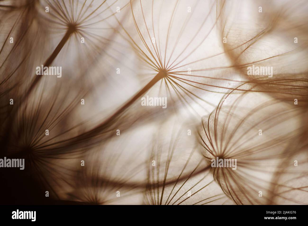 Abstract dandelion flower background. Dandelion. Macro Stock Photo - Alamy