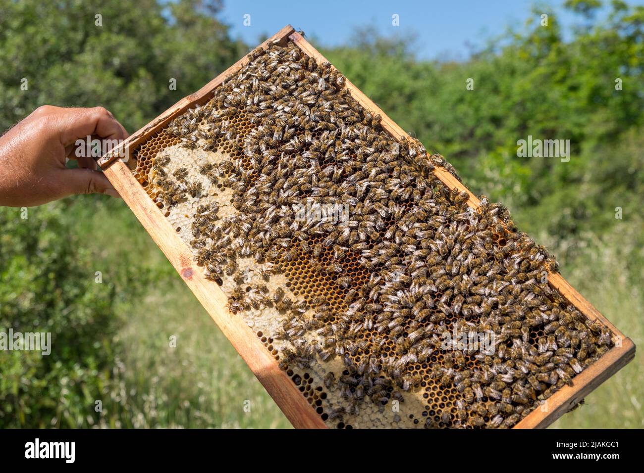 Beehive frame hi-res stock photography and images - Alamy