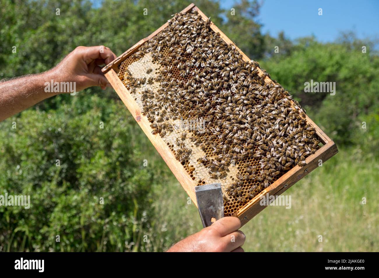 Beehive frame hi-res stock photography and images - Alamy