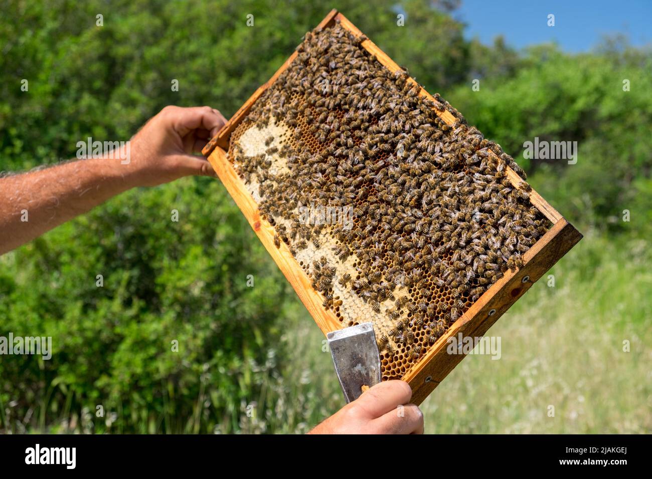 Beehive frame hi-res stock photography and images - Alamy