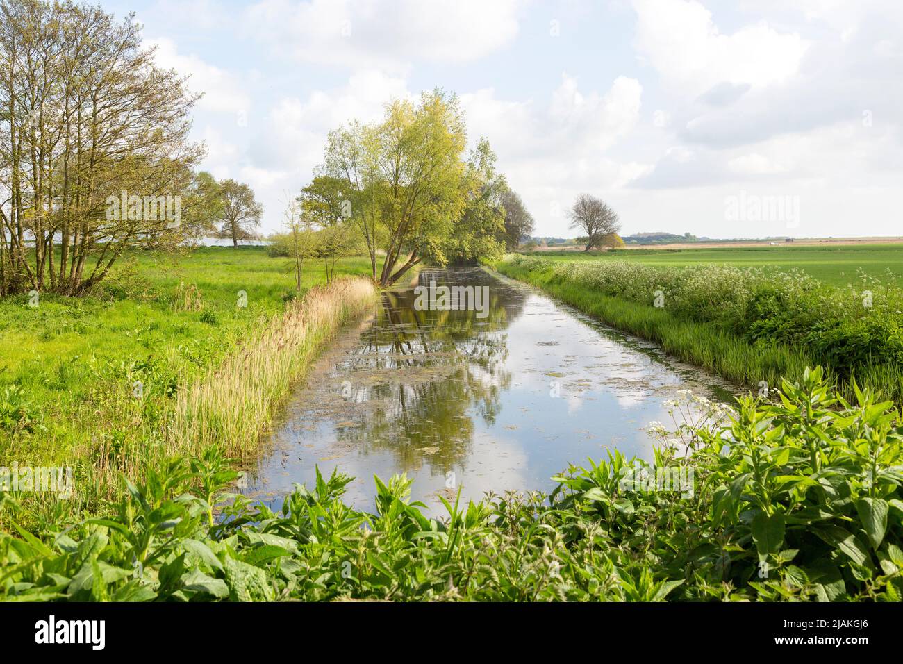Wetland landscape with drainage ditch and willow trees, Butley marshes ...