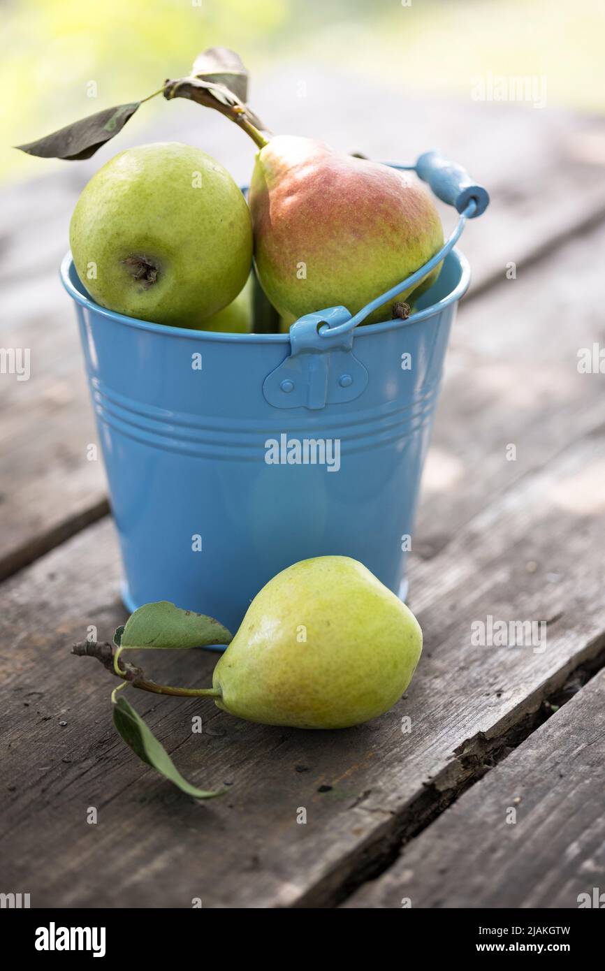 beautiful and healthy pears in a blue bucket on a wooden table Stock ...
