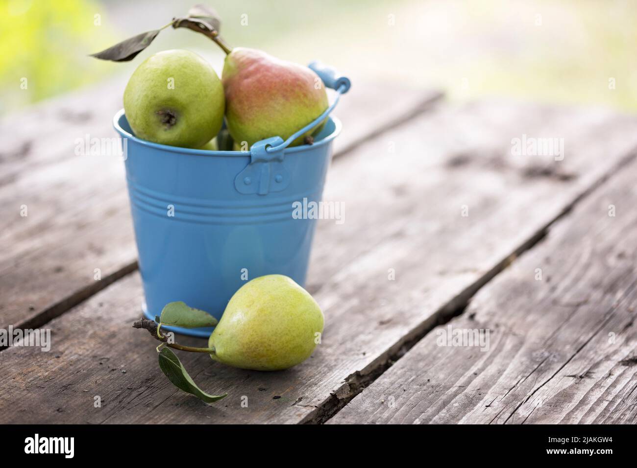 beautiful and healthy pears in a blue bucket on a wooden table Stock ...