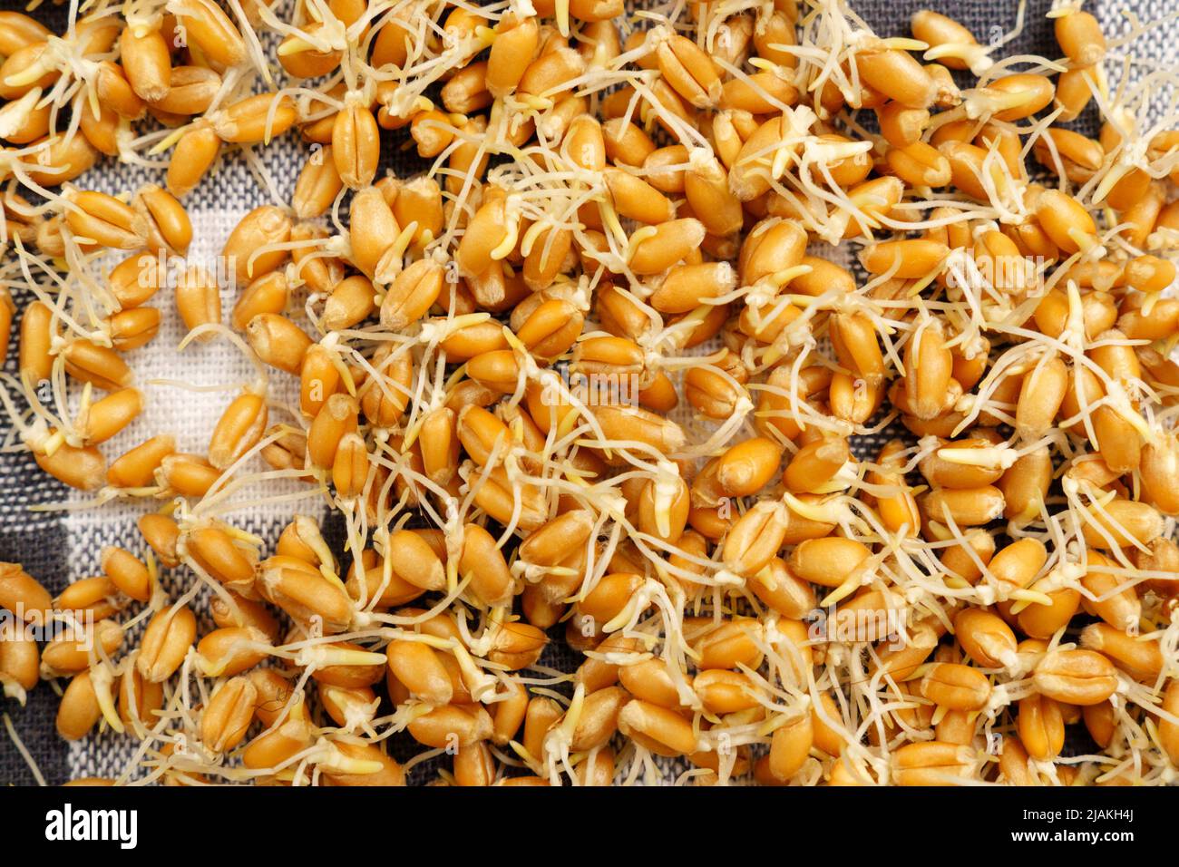 Germinated grains and wheat sprouts, useful organic plants, healthy ...