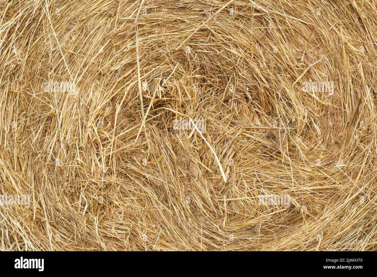 Dry grass straw background texture, Natural of dry straw and hay Stock ...