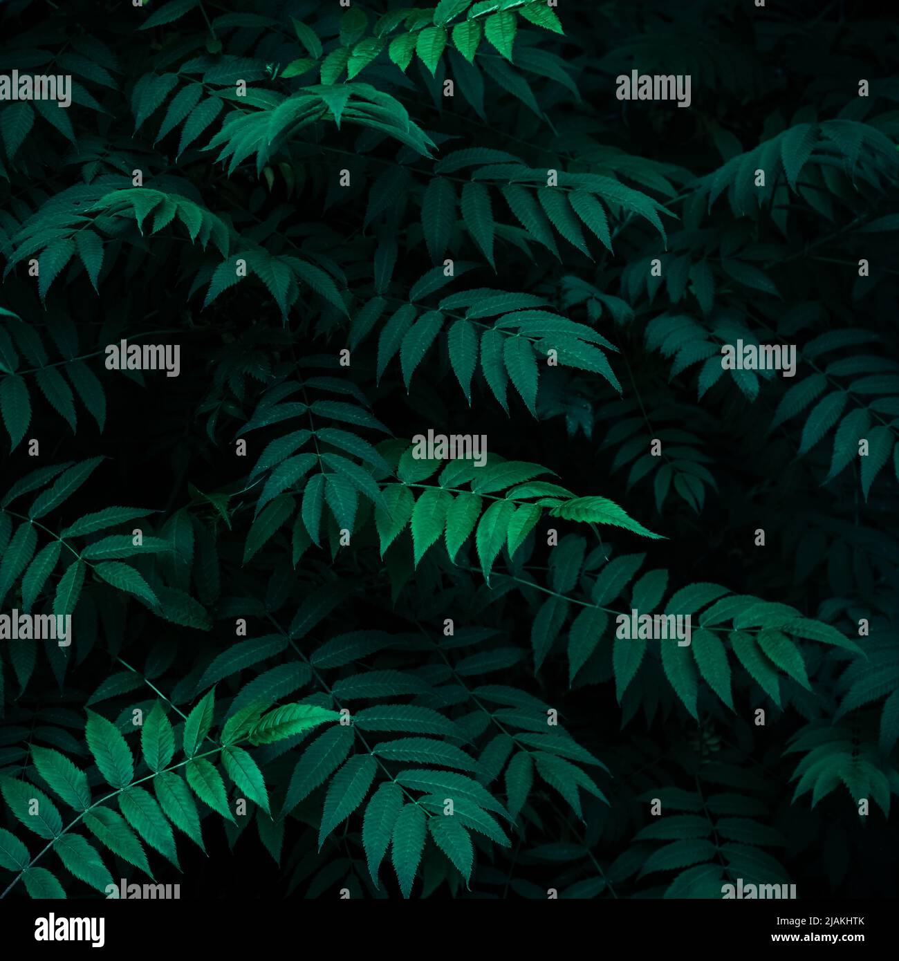 Green leaves pattern, summer natural plant background, wallpaper. Dark ...