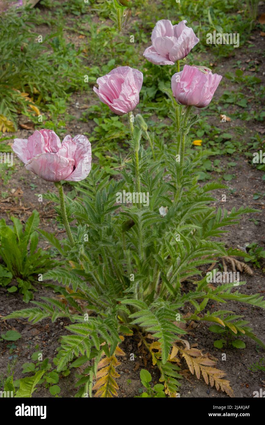 Oriental poppy pink hi-res stock photography and images - Alamy