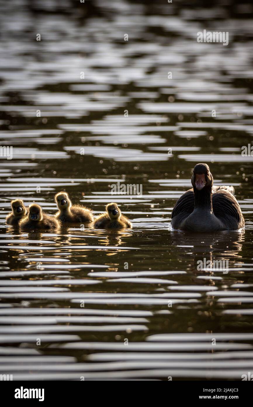 Evening light shining on a goose and goslings swimming in a lake Stock ...