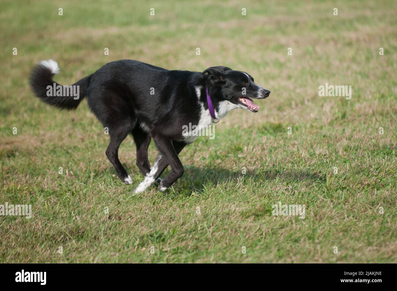 Border Collie running across grass background during an agility ...