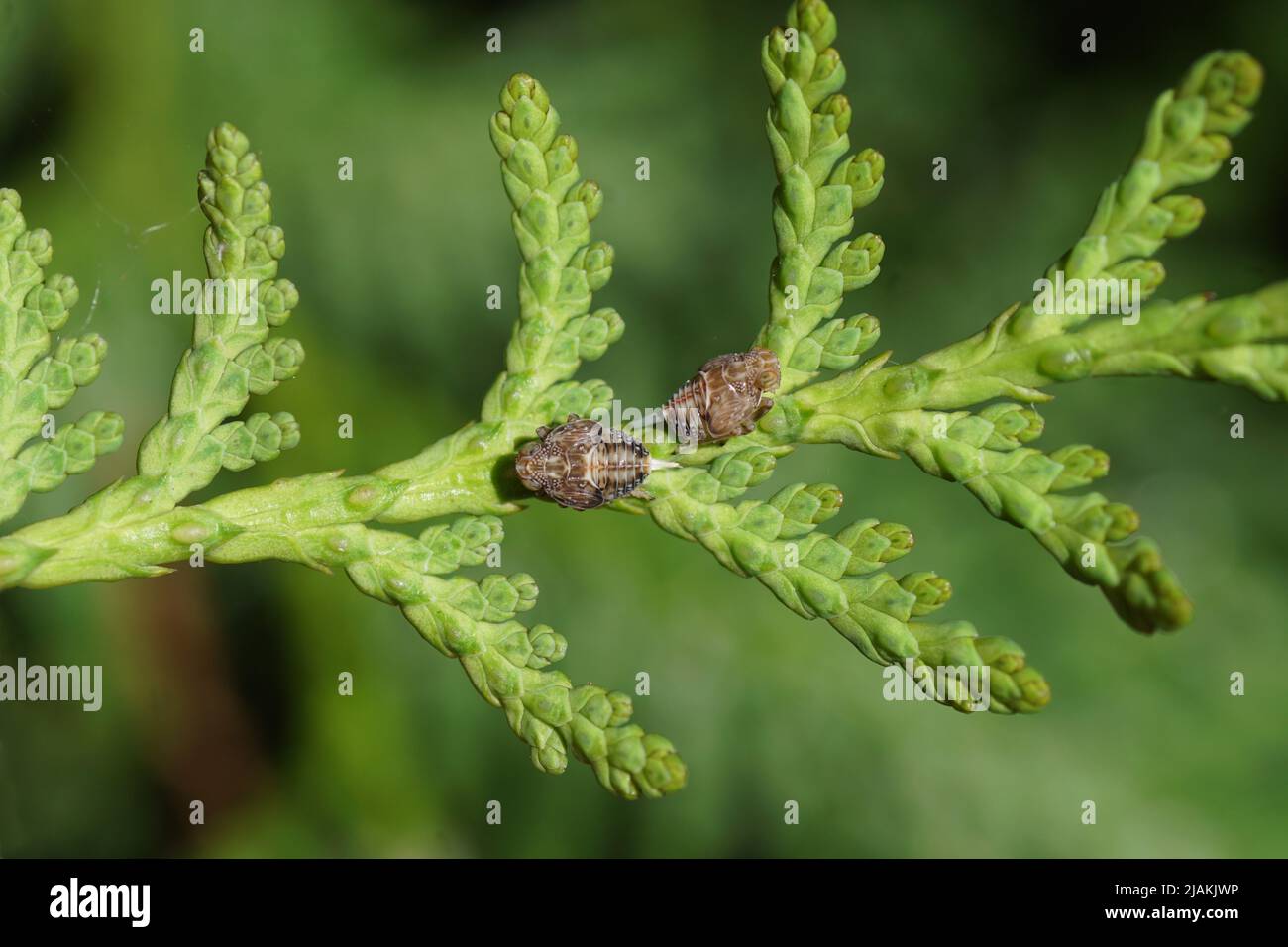 Two nymphs of the cicada Issus coleoptratus. Family Issidae. On a ...