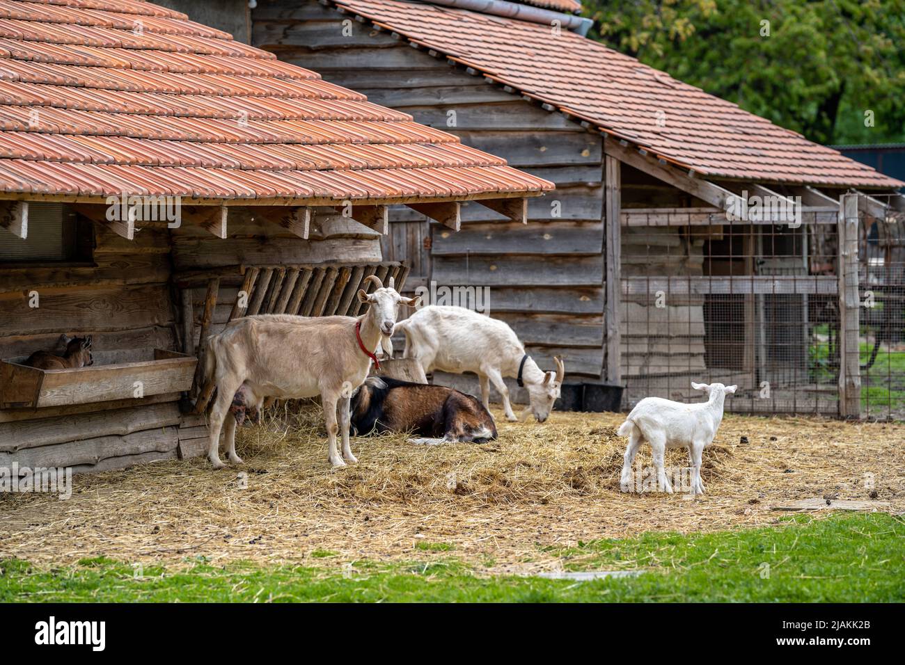 Goats in an outdoor paddock on a farm Stock Photo - Alamy