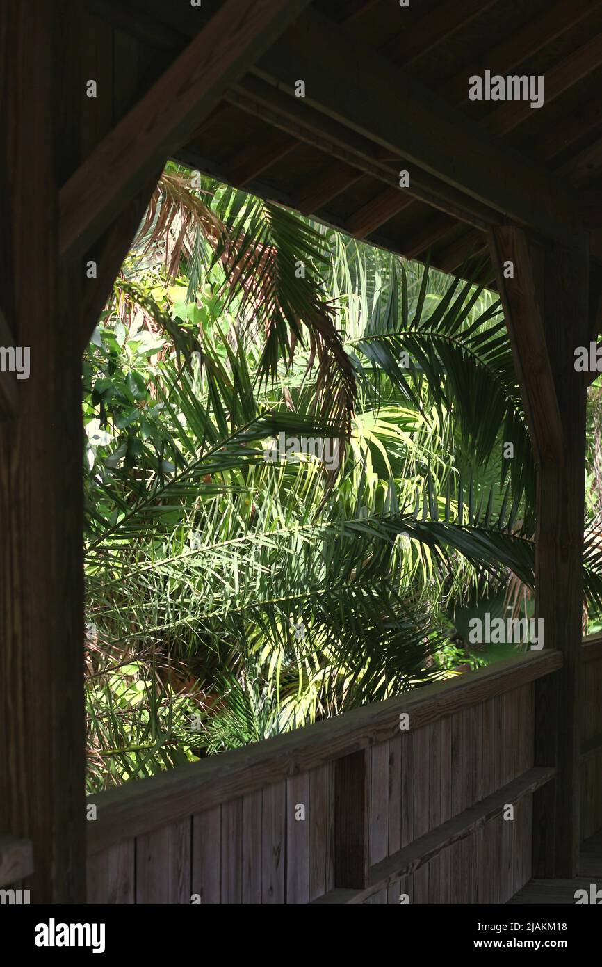 Lush tropical palm tree growing in the sunny Florida meadow Stock Photo ...