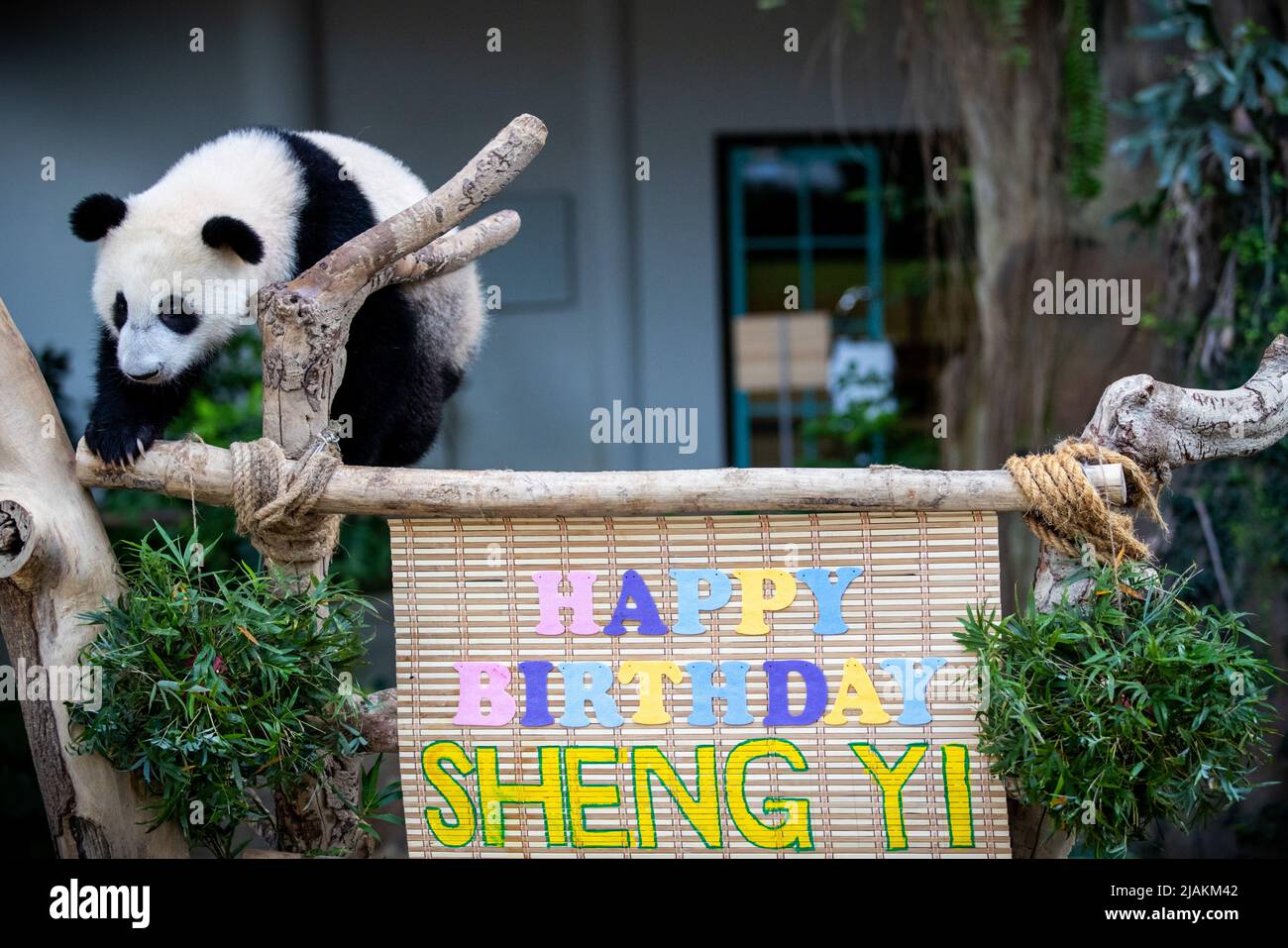 Malaysia, 31/05/2022, Giant panda cub Sheng Yi is seen in an enclosure ...