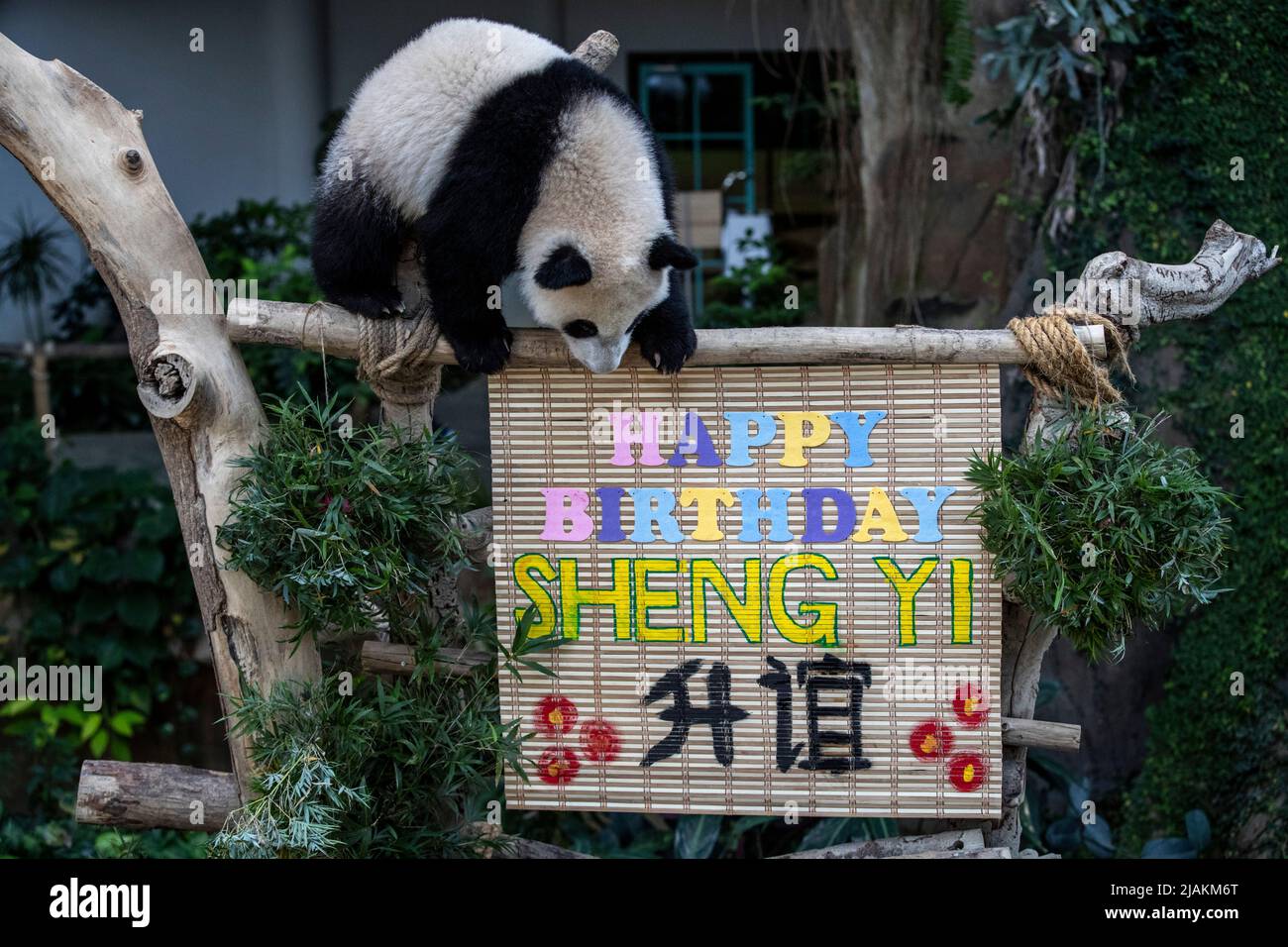 Malaysia, 31/05/2022, Giant panda cub Sheng Yi is seen in an enclosure ...