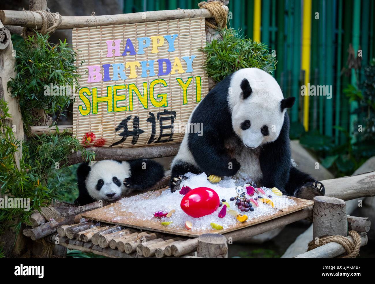 Kuala Lumpur, Malaysia. 31st May, 2022. Giant panda cub Sheng Yi (L) is ...