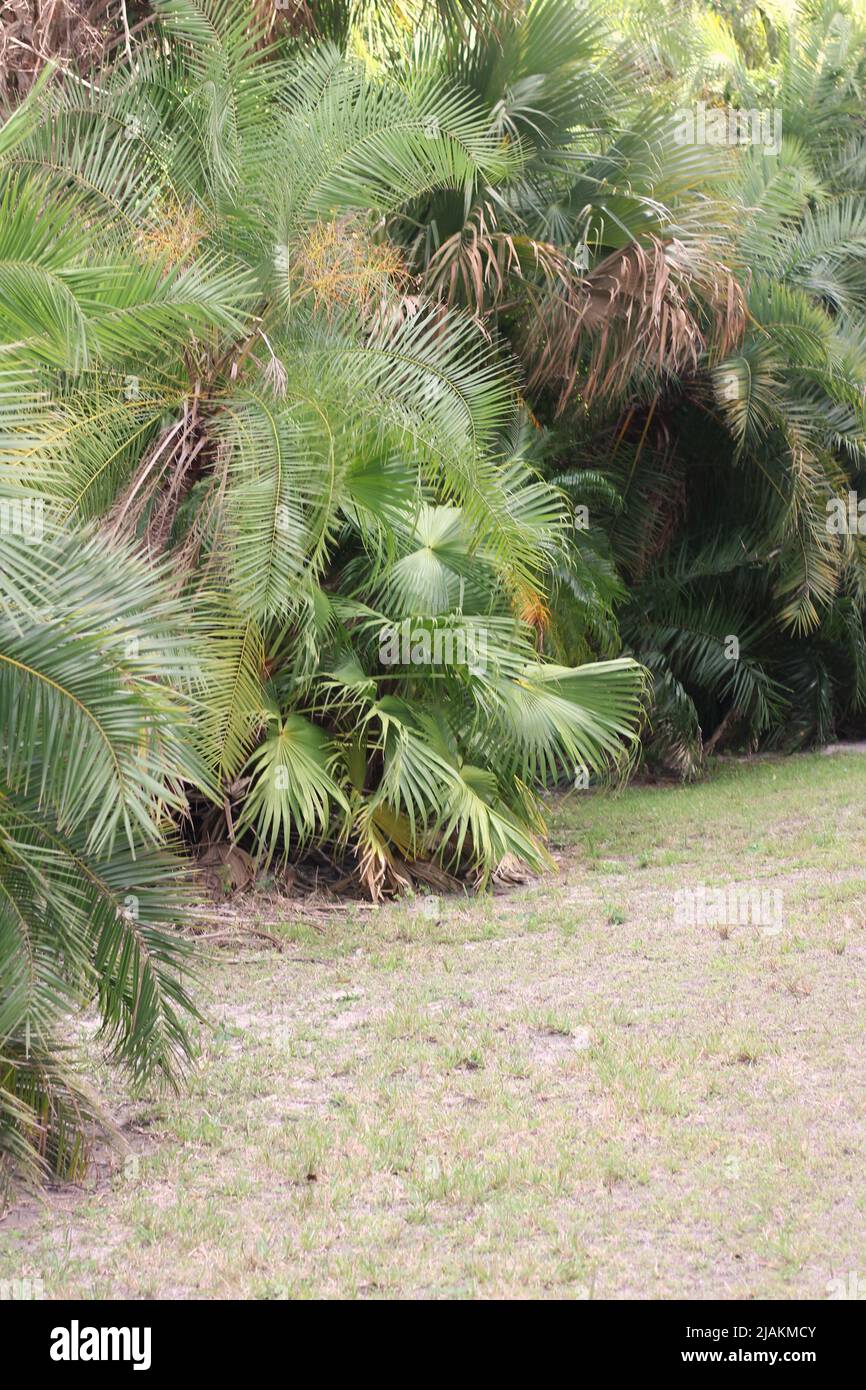 Lush tropical palm tree growing in the sunny Florida meadow Stock Photo ...