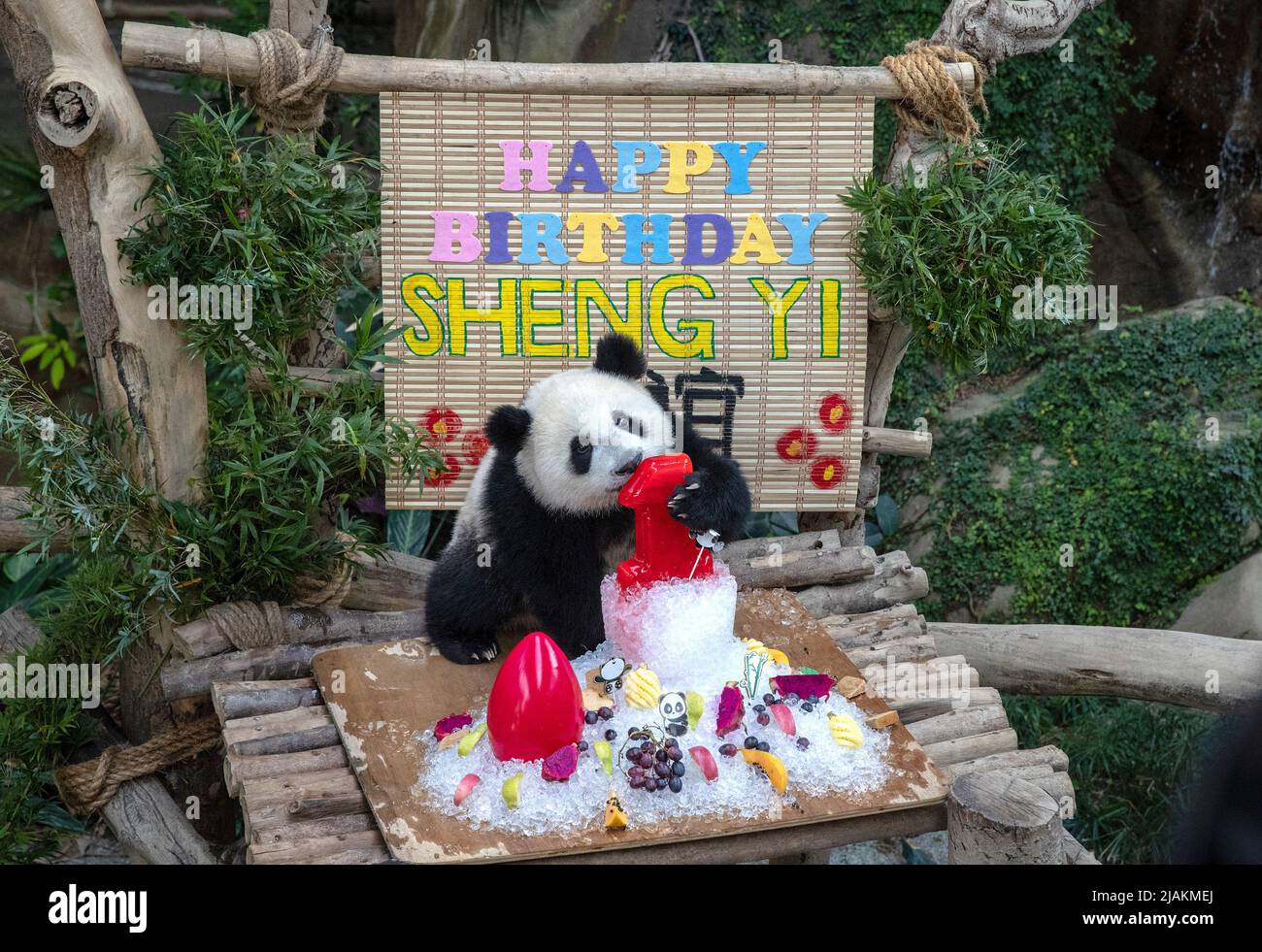 Kuala Lumpur, Malaysia. 31st May, 2022. Giant panda cub Sheng Yi is ...