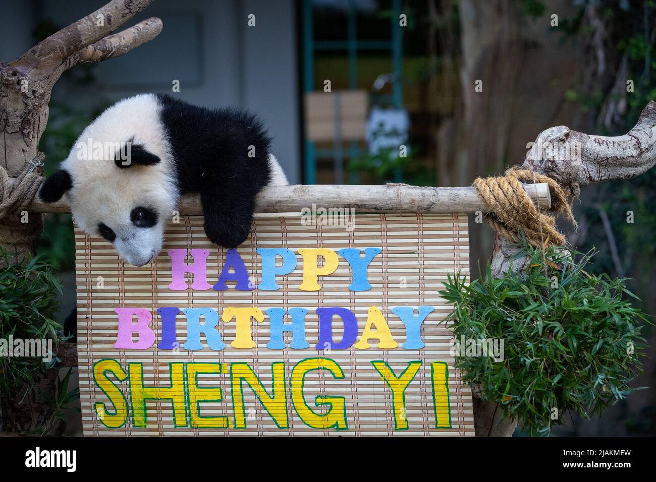 Kuala Lumpur, Malaysia. 31st May, 2022. Giant panda cub Sheng Yi is ...