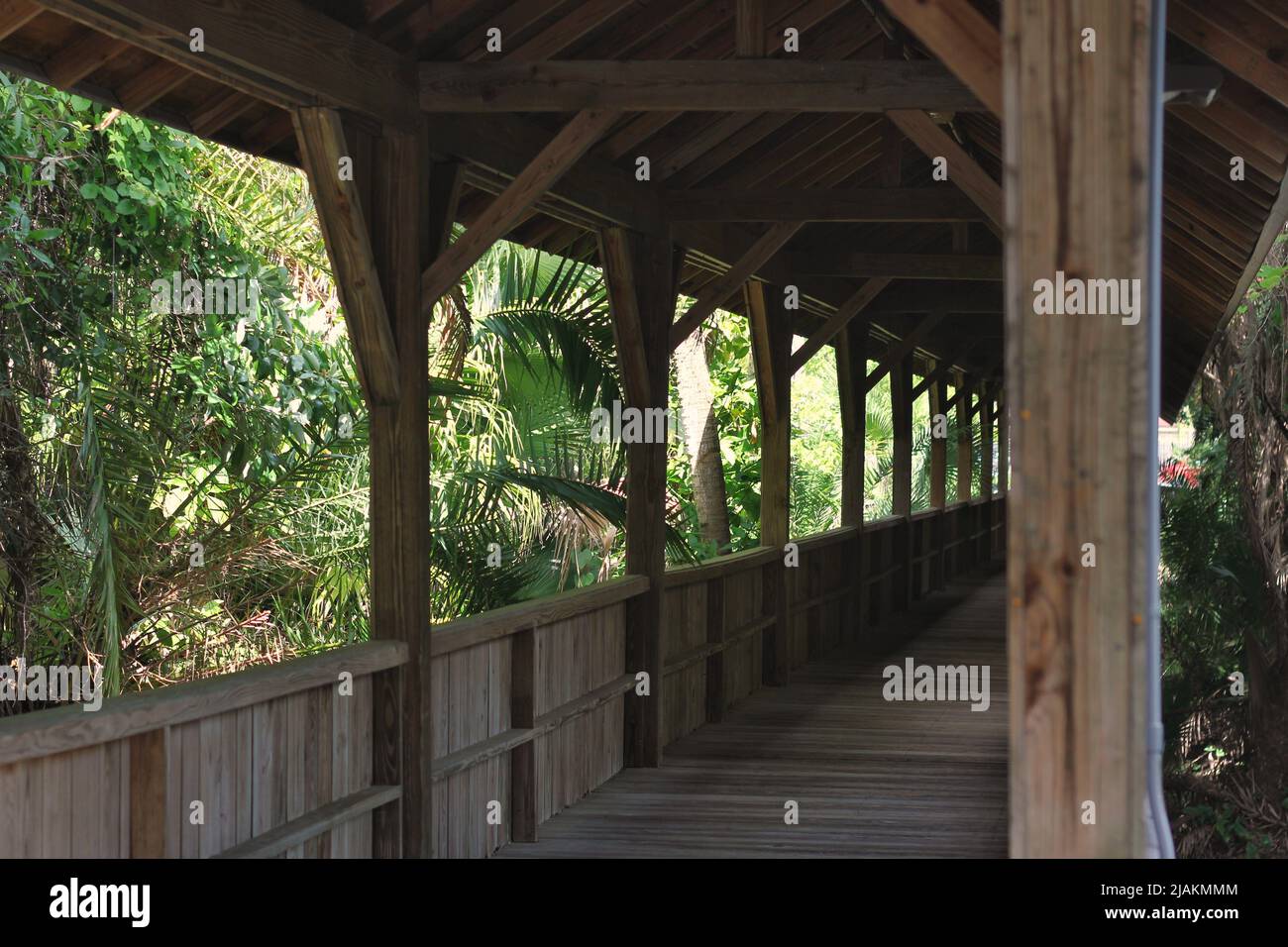 Rustic wooden bridge entering the tropical forest full of lush palm ...