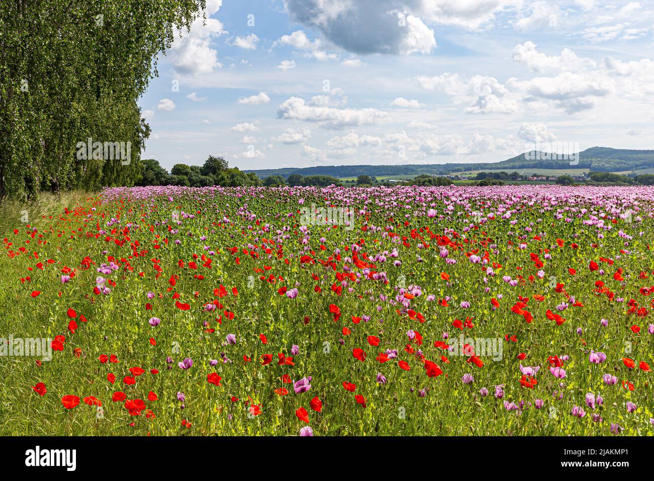 Agricultural Poppy flower field in Germany Stock Photo - Alamy