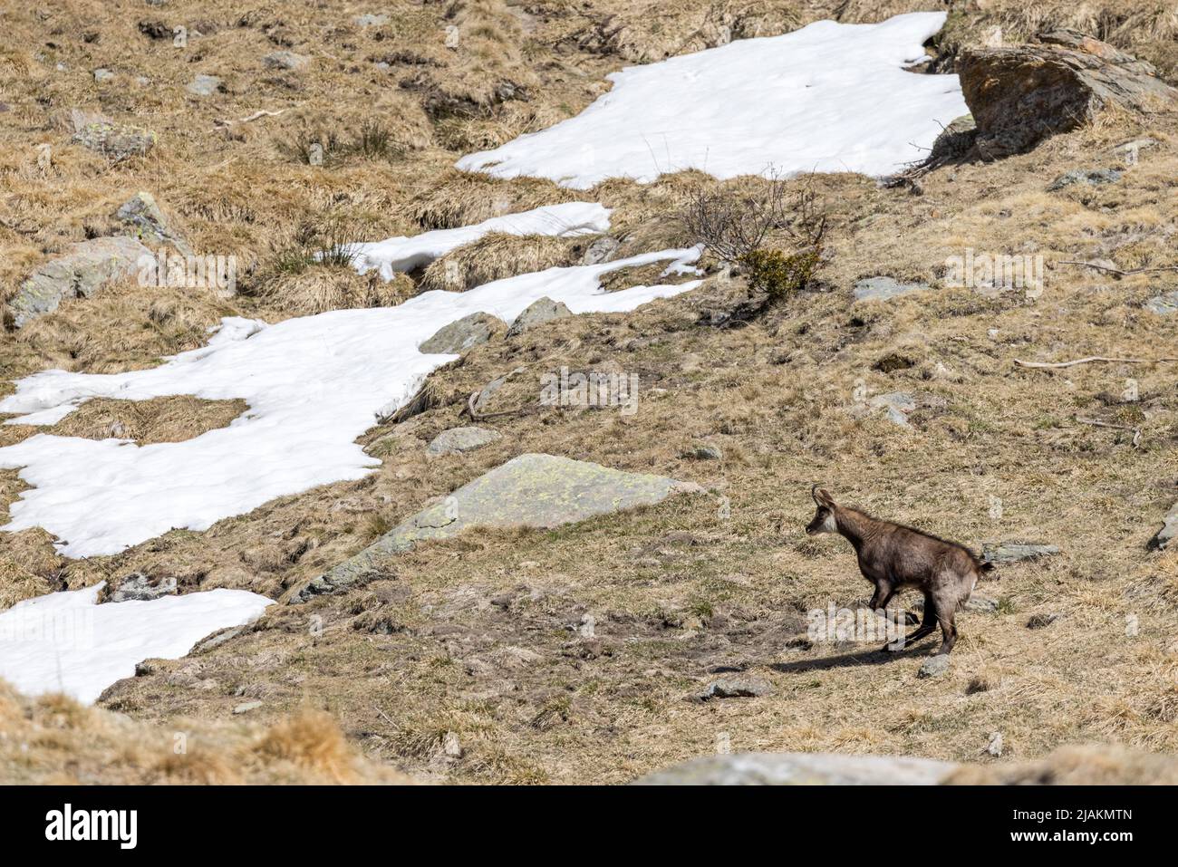 chamoix at Monte Bar in Ticino Stock Photo - Alamy