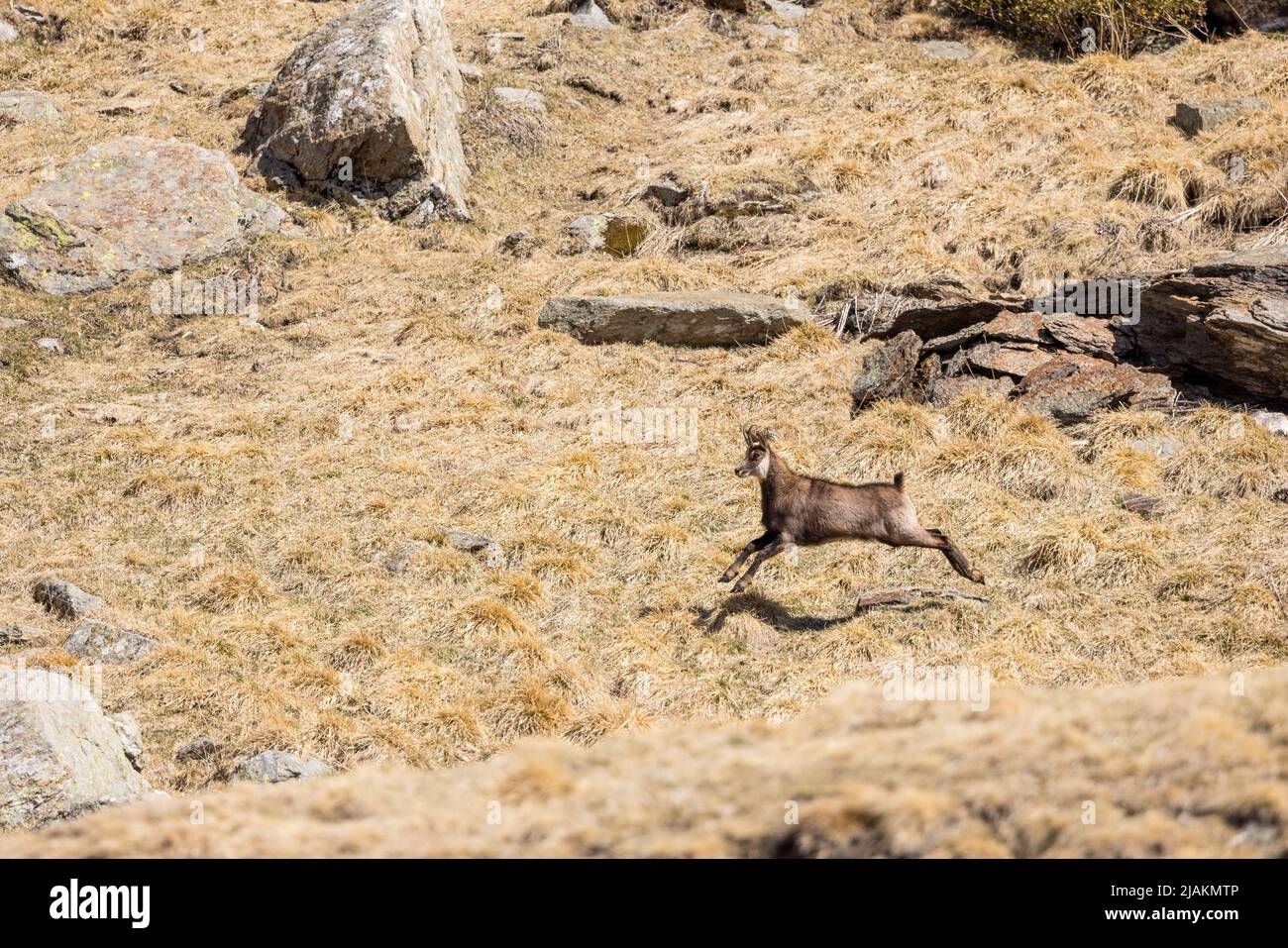 Chamoix hi-res stock photography and images - Alamy