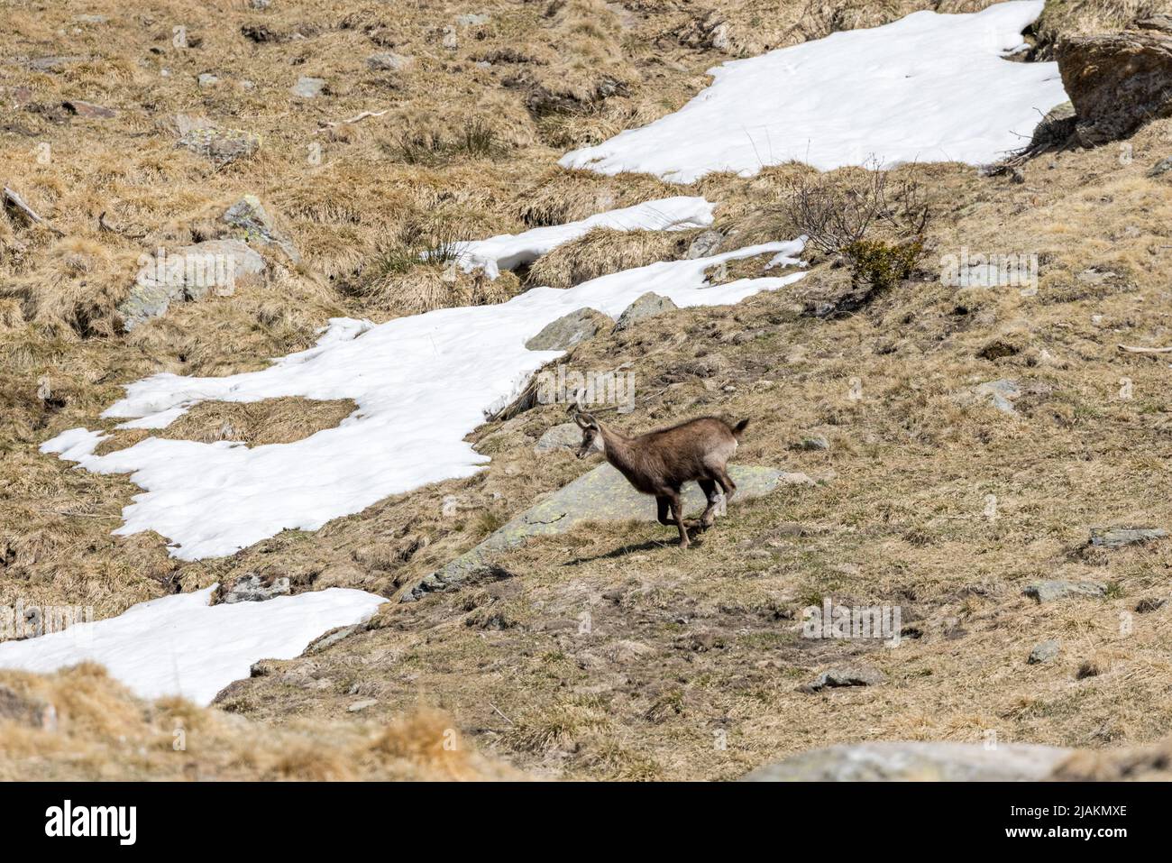 Chamoix chamois hi-res stock photography and images - Alamy