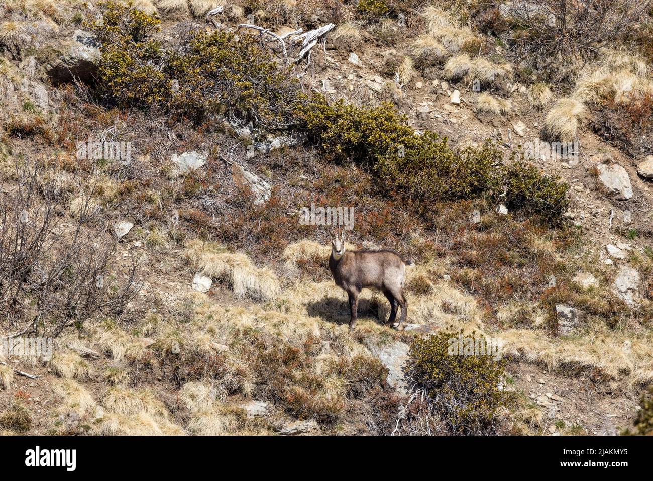 Chamoix chamois hi-res stock photography and images - Alamy