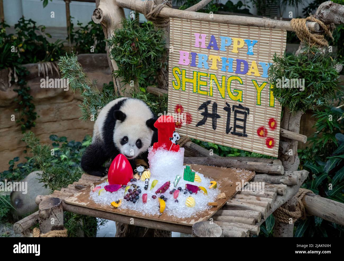 Kuala Lumpur, Malaysia. 31st May, 2022. Giant panda cub Sheng Yi is ...