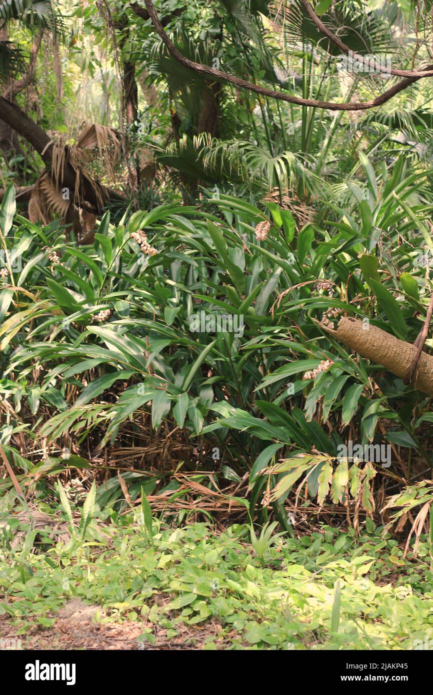 Lush tropical palm tree growing in the sunny Florida meadow Stock Photo ...