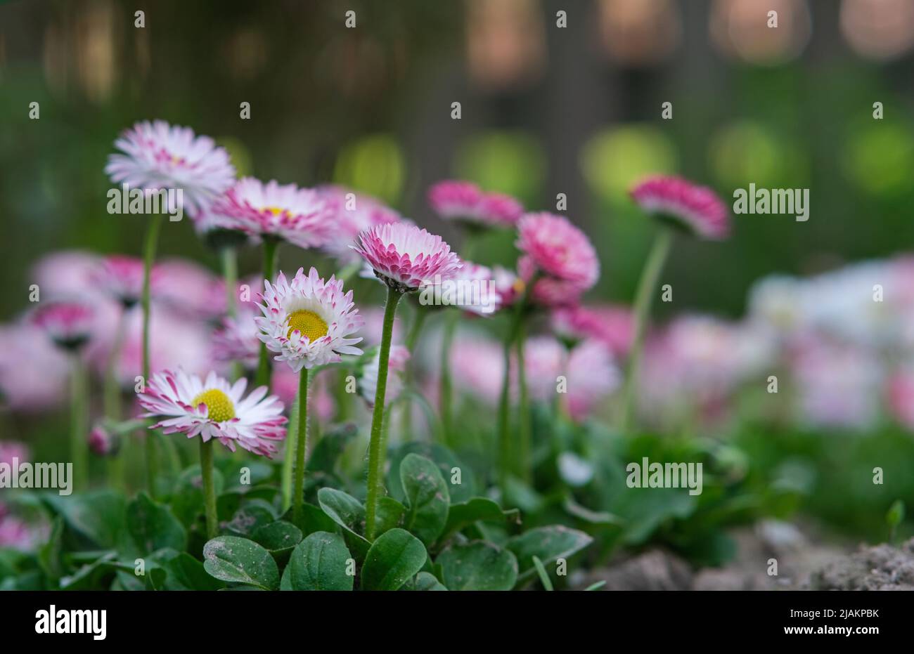 Pink daisies in the home garden Stock Photo - Alamy