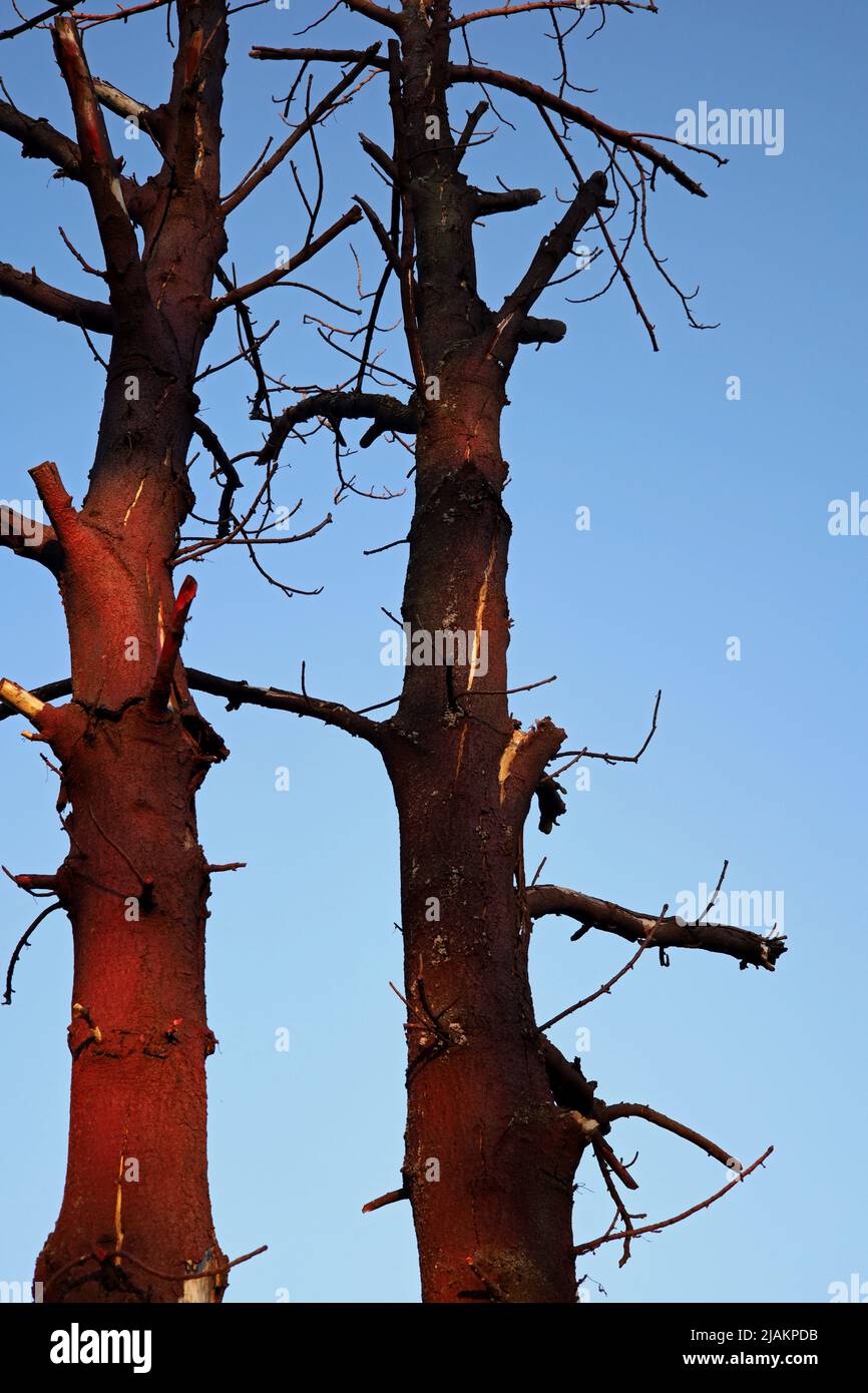 Two dead trees hi-res stock photography and images - Alamy