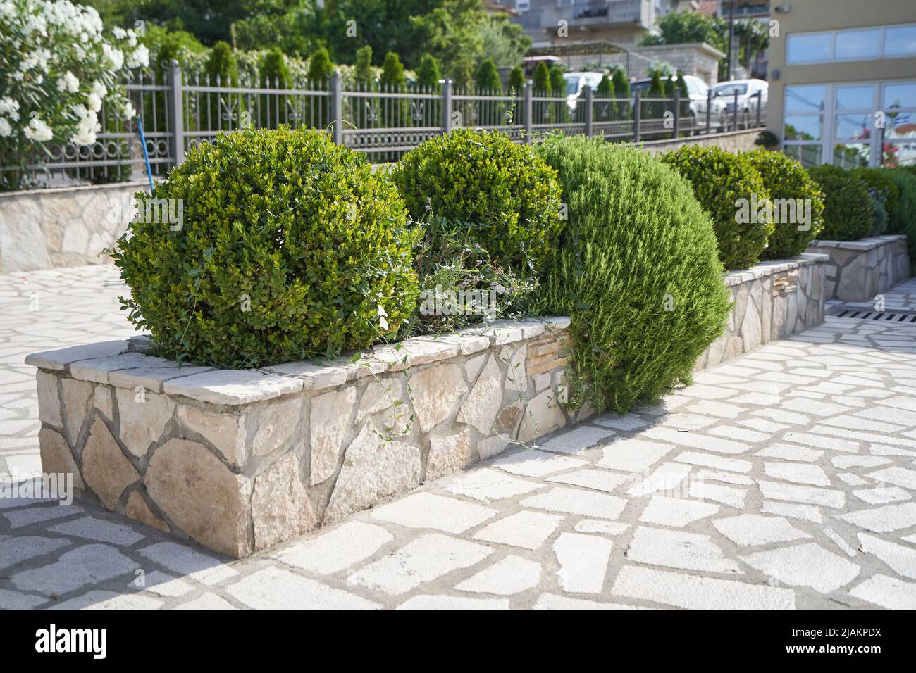 Boxwood hi-res stock photography and images - Alamy