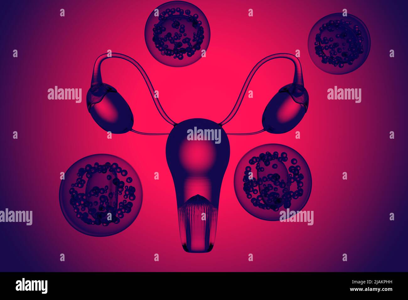 Female internal organs hi-res stock photography and images - Alamy