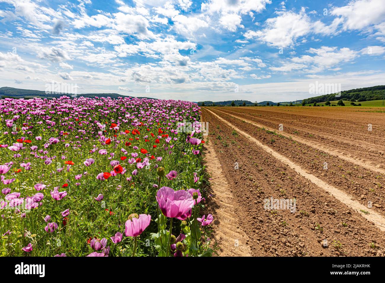 Agricultural Poppy field. One half already harvested and empty Stock ...